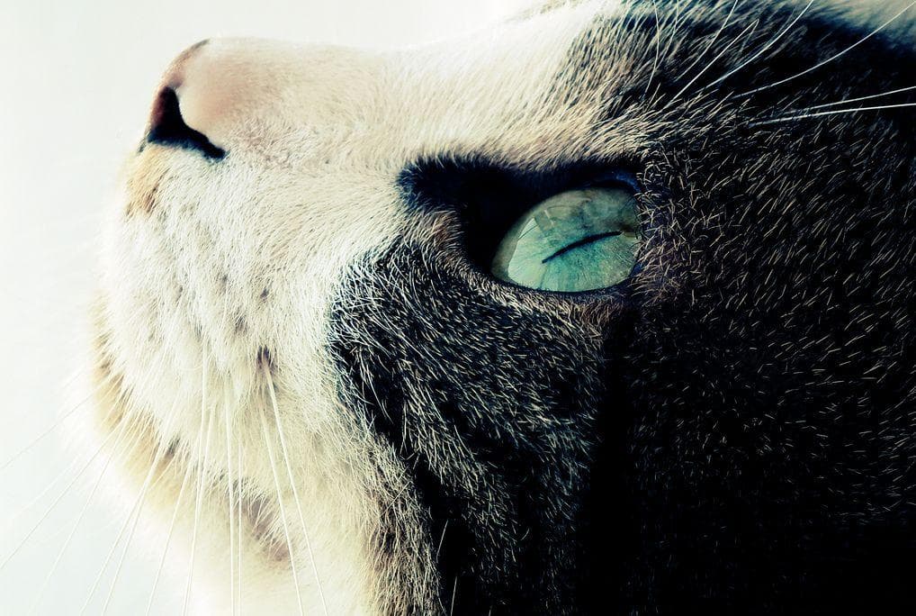 Tiny Animals That Caused Big Problems and Induced Chaos