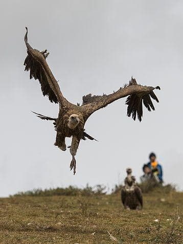 Crazy Things You Didn't Know about Sky Burial