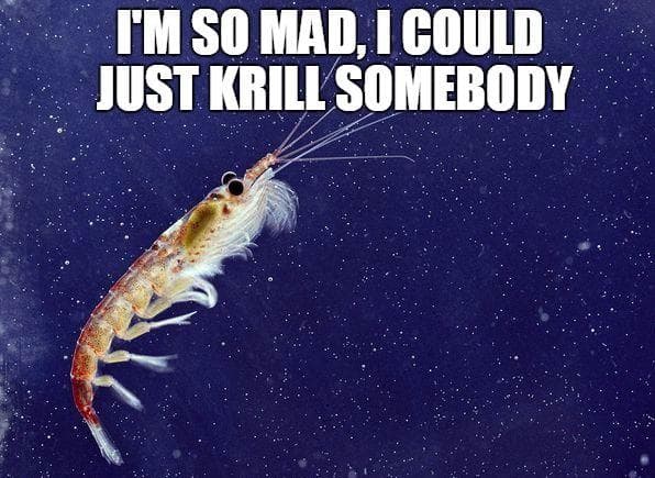 Funny Fish Puns & Sea Creature Memes