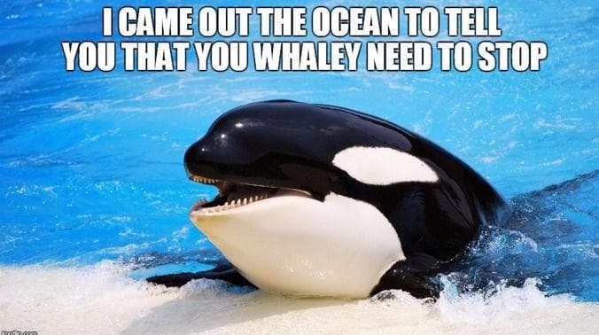 Funny Fish Puns & Sea Creature Memes