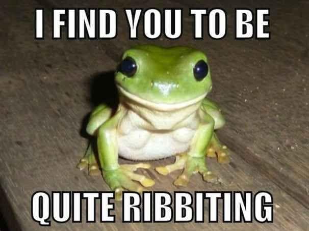 25 Funny Animal Pun Memes You Can't Help But Laugh At