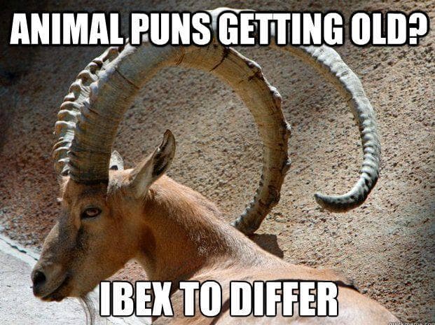 25 Funny Animal Pun Memes You Can't Help But Laugh At