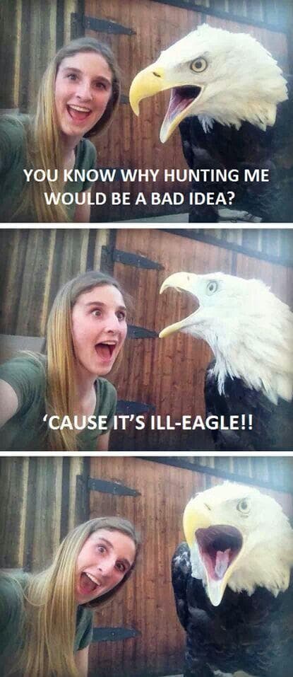 Funny Bird Puns and Memes