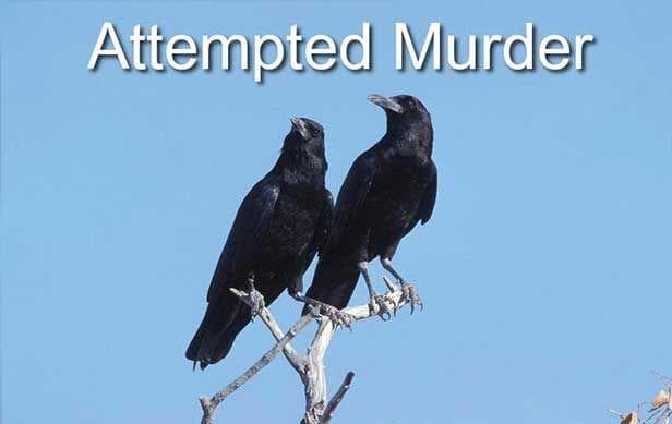 Funny Bird Puns and Memes