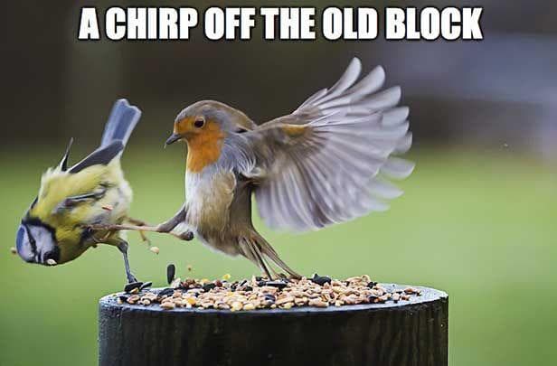 Funny Bird Puns and Memes