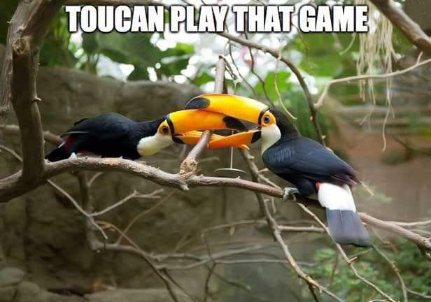 Funny Bird Puns and Memes