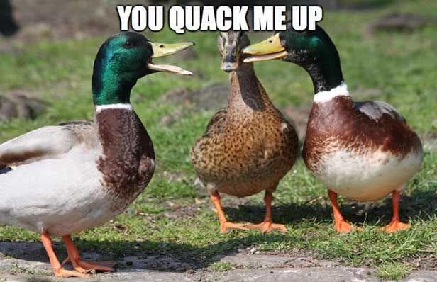 Funny Bird Puns and Memes
