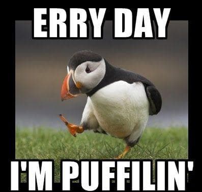 Funny Bird Puns and Memes