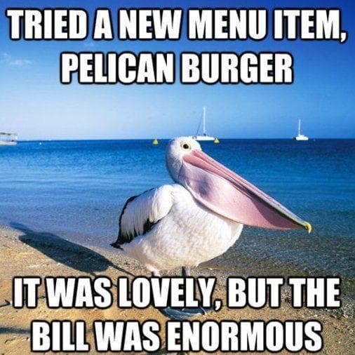 Funny Bird Puns and Memes