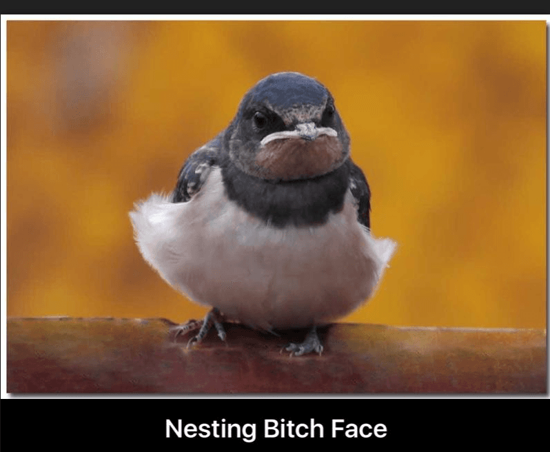 Funny Bird Puns and Memes