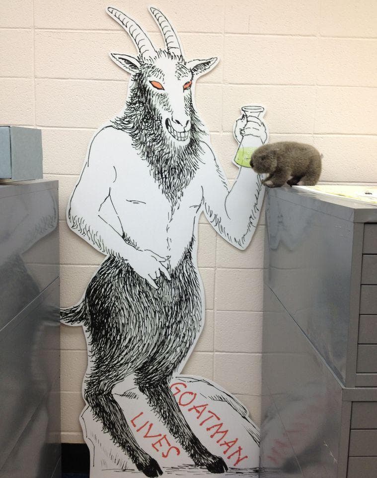 Funny Mythical Creatures That Some People Actually Believe Exist