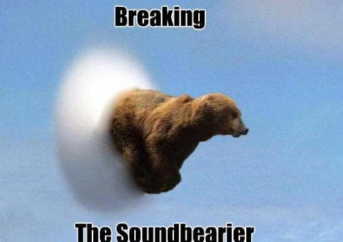 Bear Puns | Funny Bear Memes