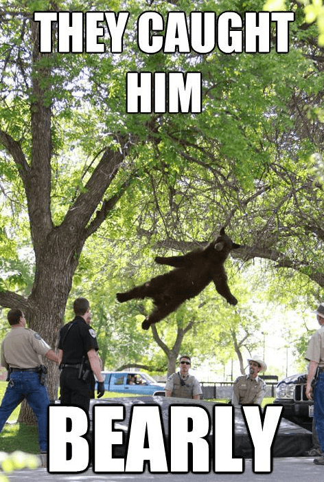 Bear Puns | Funny Bear Memes