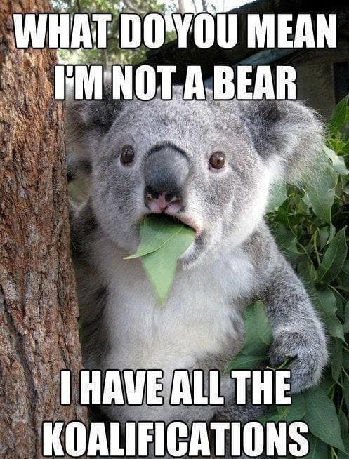 Wet Koala Bear Meme