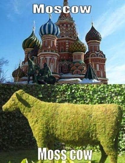 Cow Puns | Funny Cow Memes