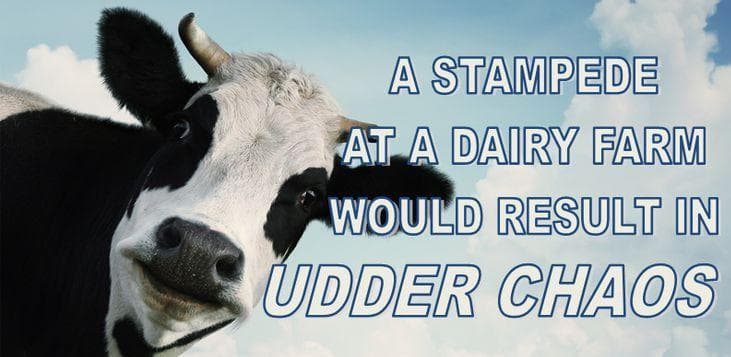 Cow Puns | Funny Cow Memes