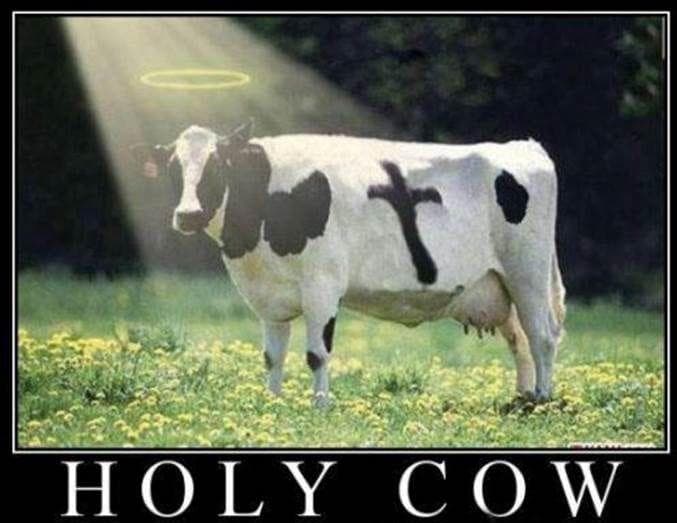 Funny Cow Memes