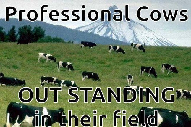 Cow Puns | Funny Cow Memes