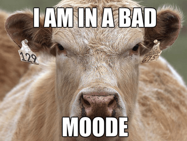 Cow Puns | Funny Cow Memes