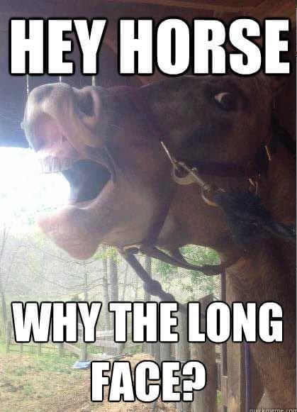 Horse Puns | 17 Funny Horse Memes That'll Make You Neigh