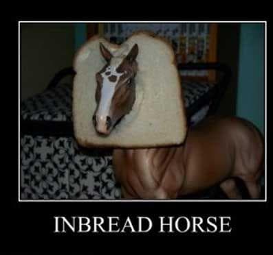 Horse Puns | 17 Funny Horse Memes That'll Make You Neigh