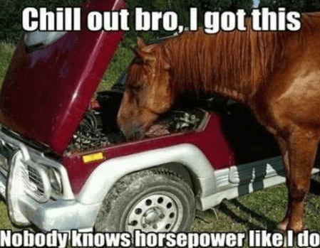 Horse Puns | 17 Funny Horse Memes That'll Make You Neigh