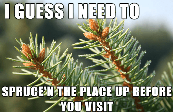 Funny Tree Puns And Memes, Ranked