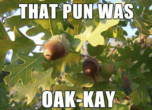 Funny Tree Puns And Memes, Ranked