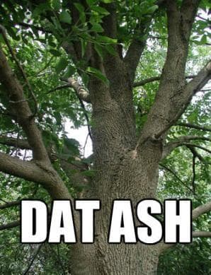 Funny Tree Puns And Memes, Ranked