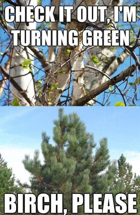 Funny Tree Puns And Memes, Ranked
