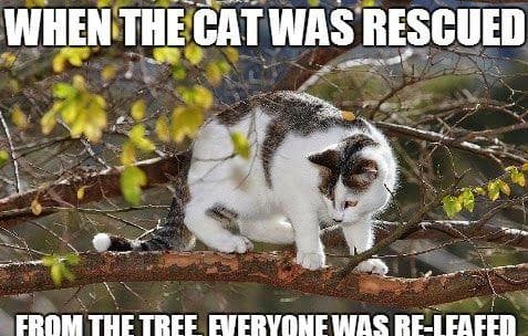 Funny Tree Puns And Memes, Ranked