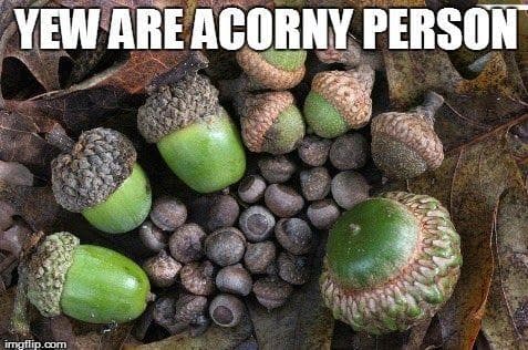 Funny Tree Puns And Memes, Ranked