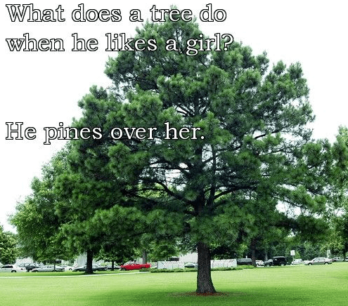Funny Tree Puns And Memes, Ranked
