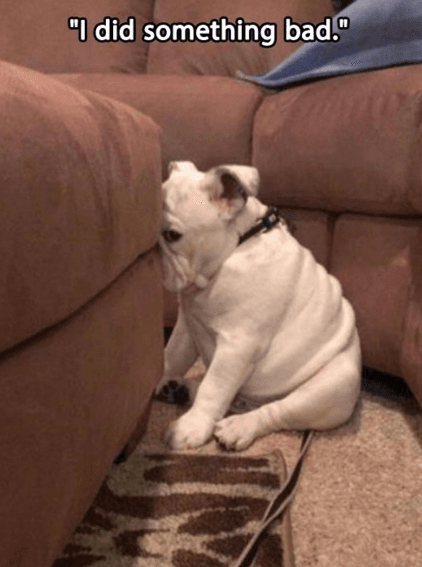 Guilty Dogs Who Were Totally Caught in the Act