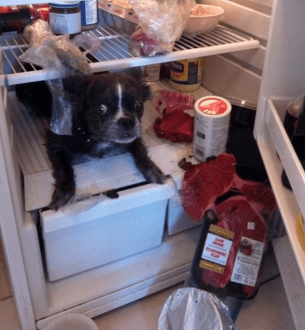 Guilty Dogs Who Were Totally Caught in the Act