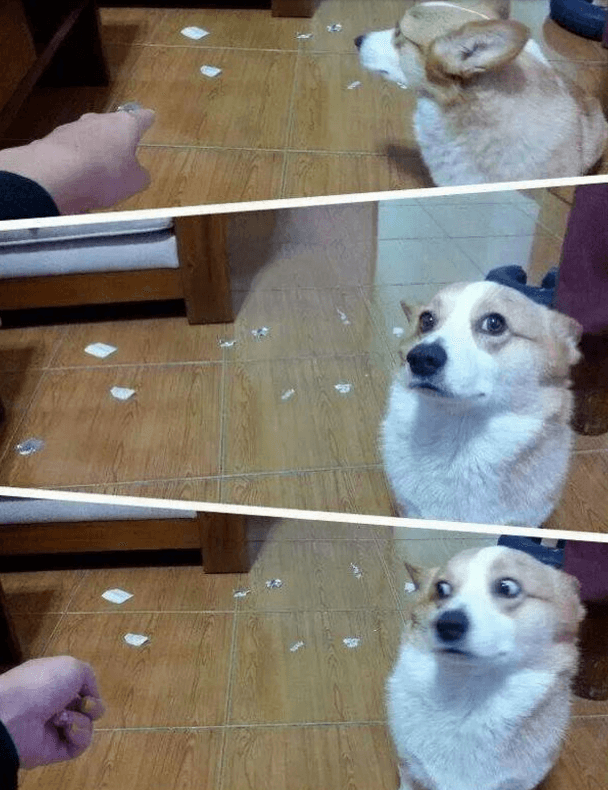 Guilty Dogs Who Were Totally Caught in the Act