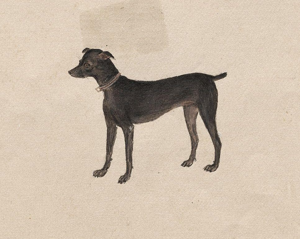 10 Facts on Zoroastrian Funerals, Where They Feed the Dead to Vultur