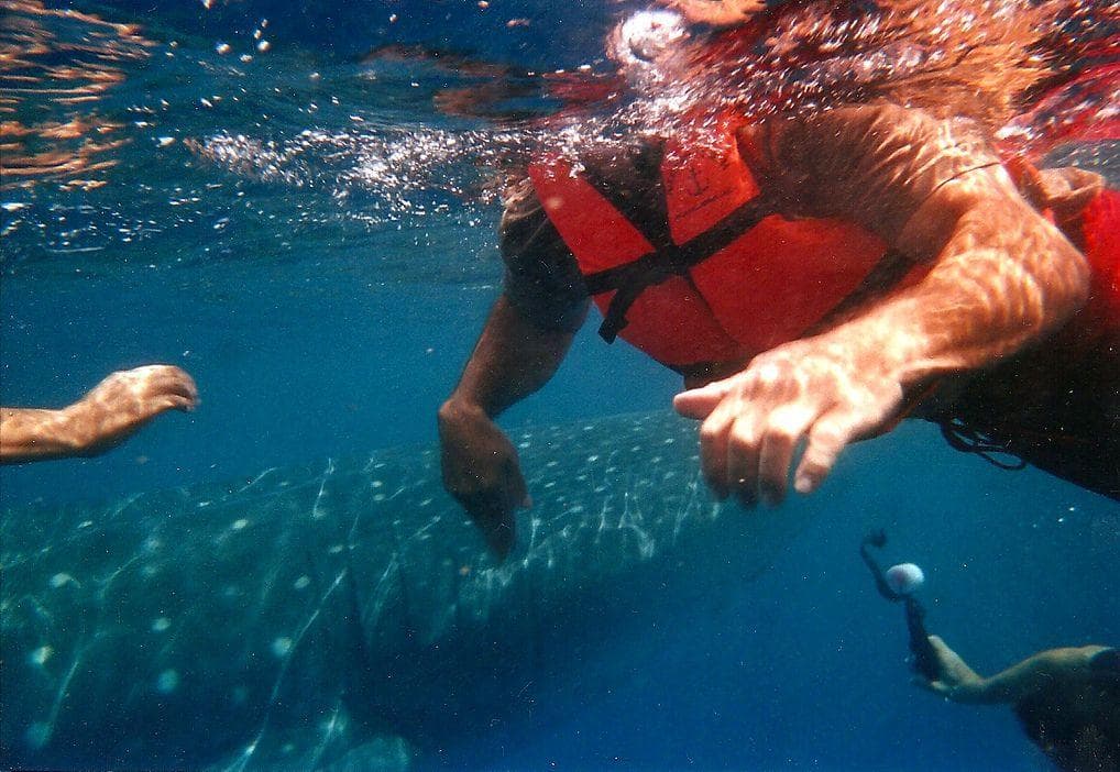 What It's Like to Be Attacked by a Shark