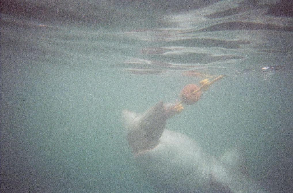 What It's Like to Be Attacked by a Shark
