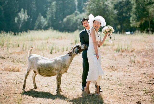 Funny Photos of Animals at Weddings