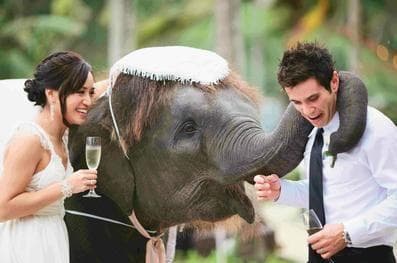 Funny Photos of Animals at Weddings