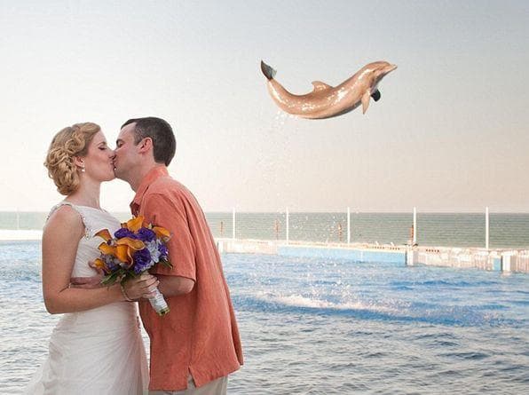 Funny Photos of Animals at Weddings