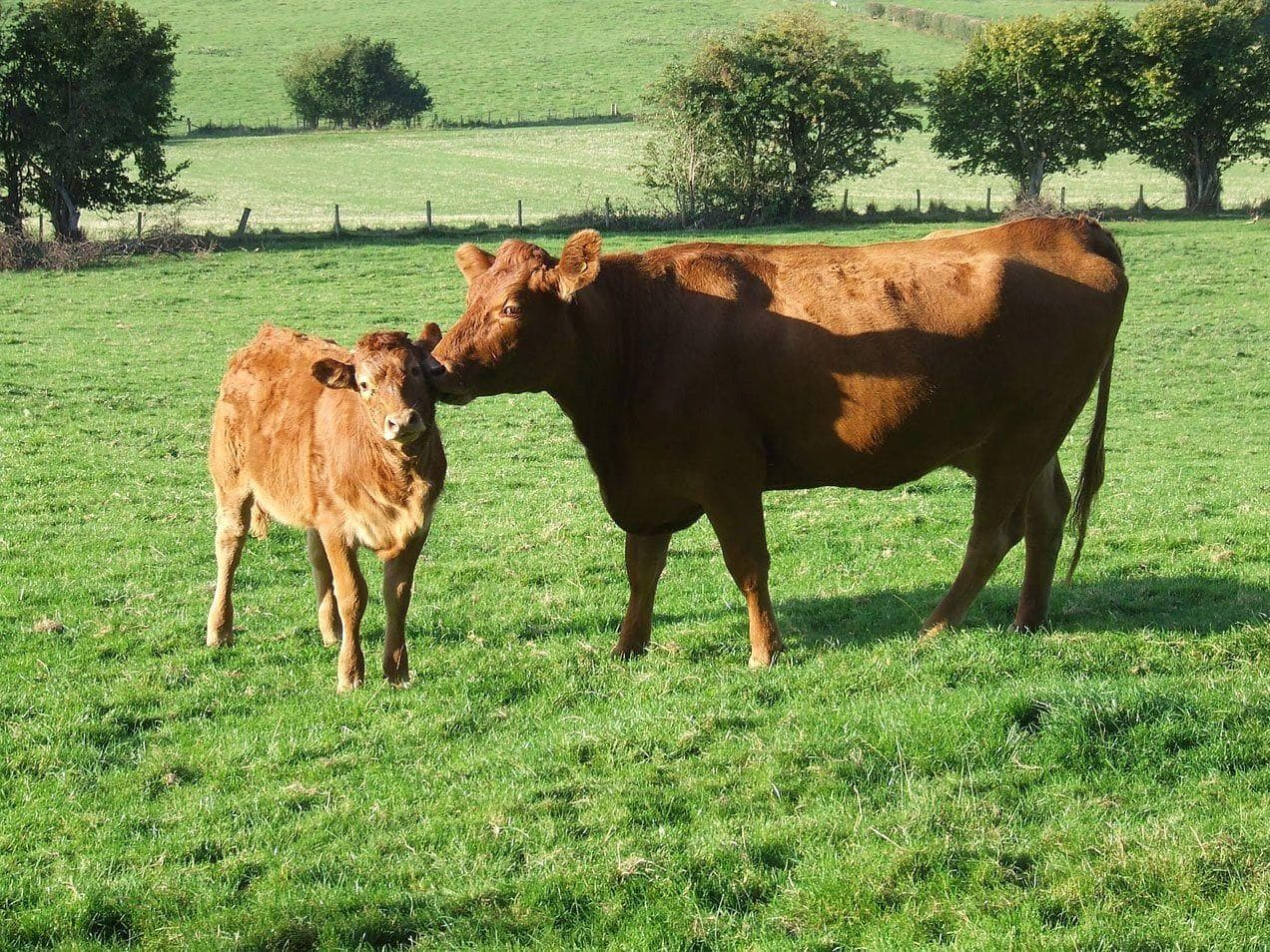 What Are Cowlicks and Why Do We Have Them?