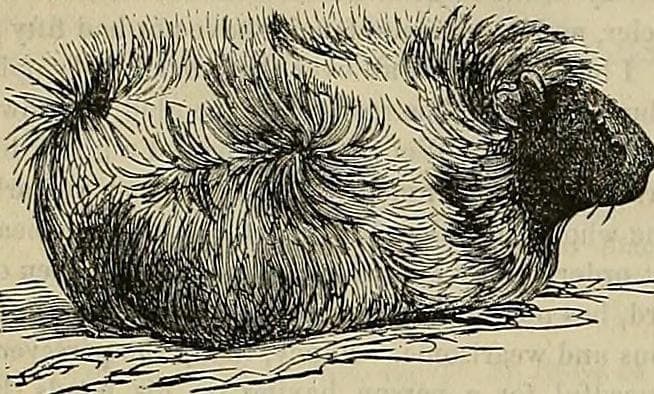 What Are Cowlicks and Why Do We Have Them?