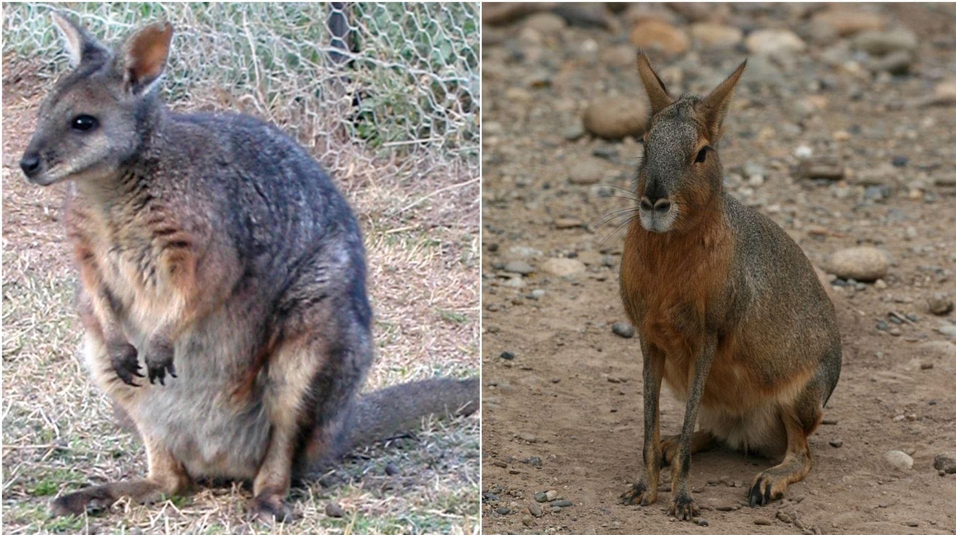 Geographically Distant Animals That Are Weirdly Similar