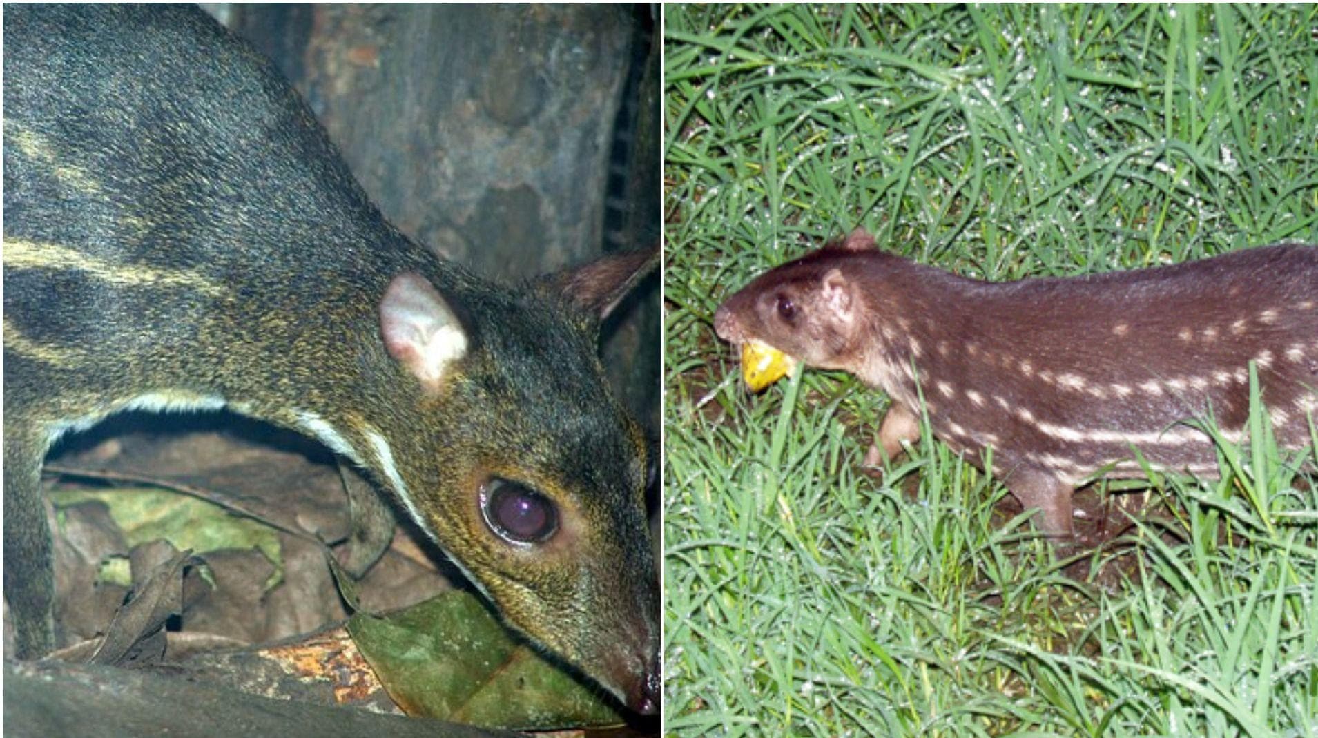 Geographically Distant Animals That Are Weirdly Similar