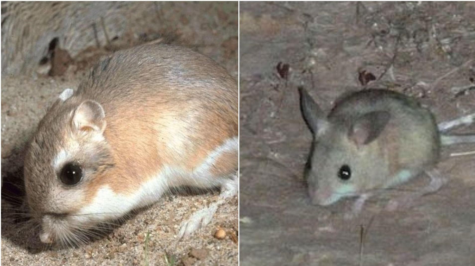 Geographically Distant Animals That Are Weirdly Similar