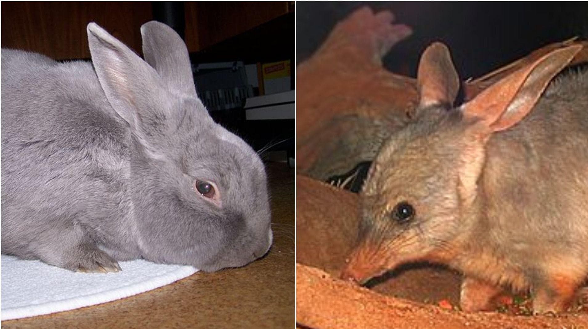 Geographically Distant Animals That Are Weirdly Similar