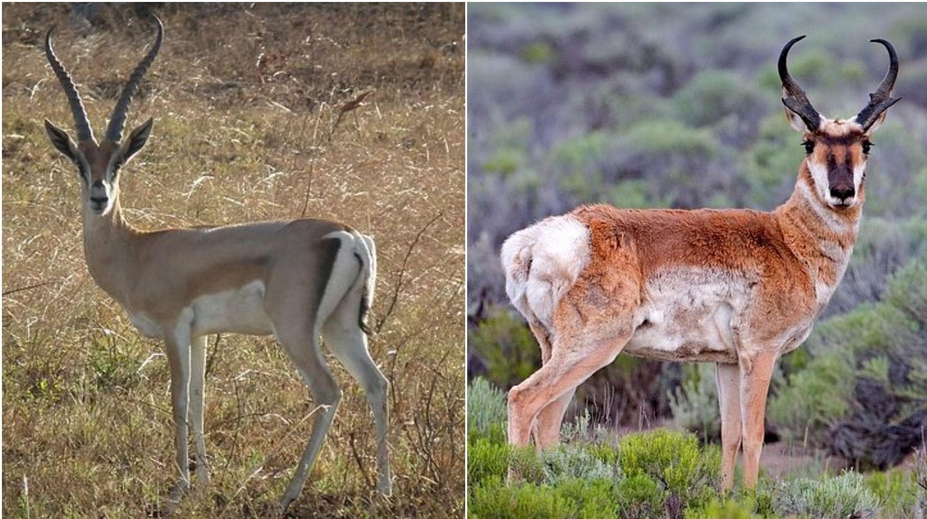 Geographically Distant Animals That Are Weirdly Similar