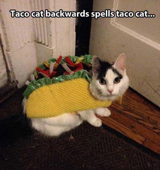 20 Genius (and Nerdy) Discoveries Made by the Internet